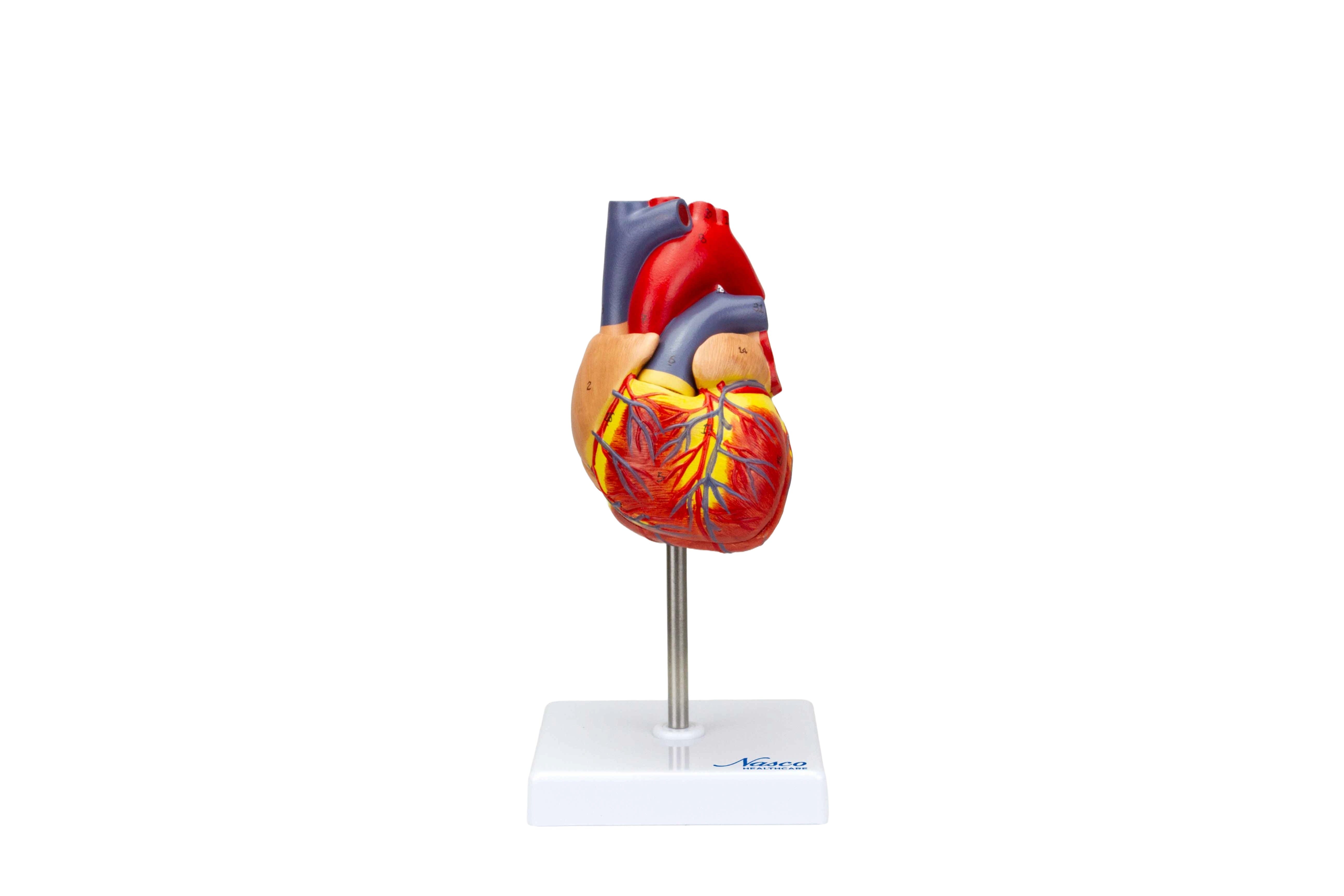 Classic Heart Model – Nasco Healthcare