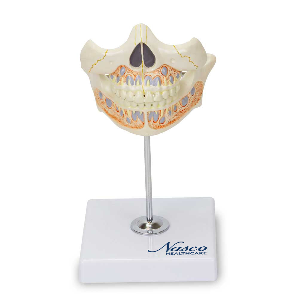 Baby Teeth Model – Nasco Healthcare