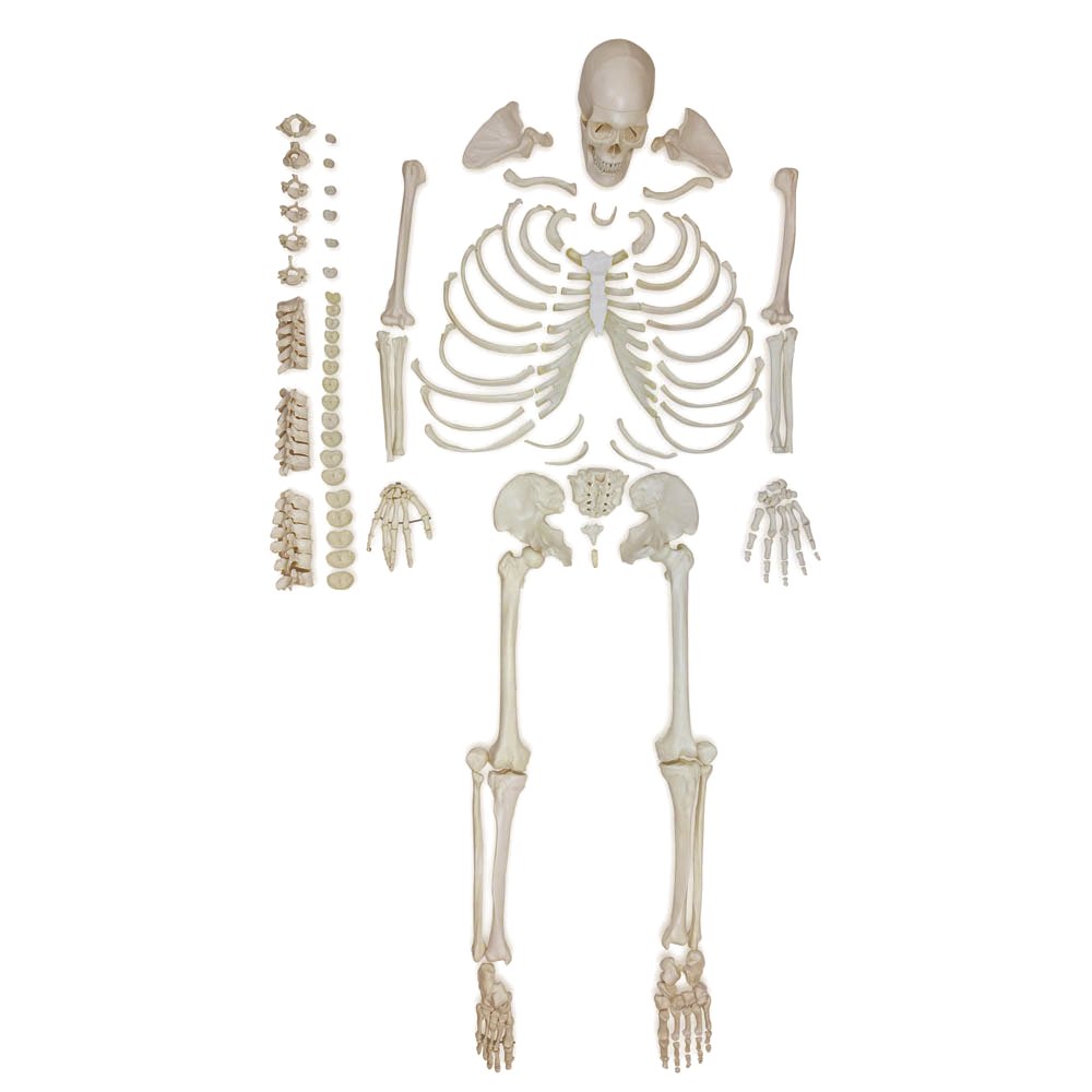 Disarticulated Skeleton, Unmounted – Nasco Healthcare