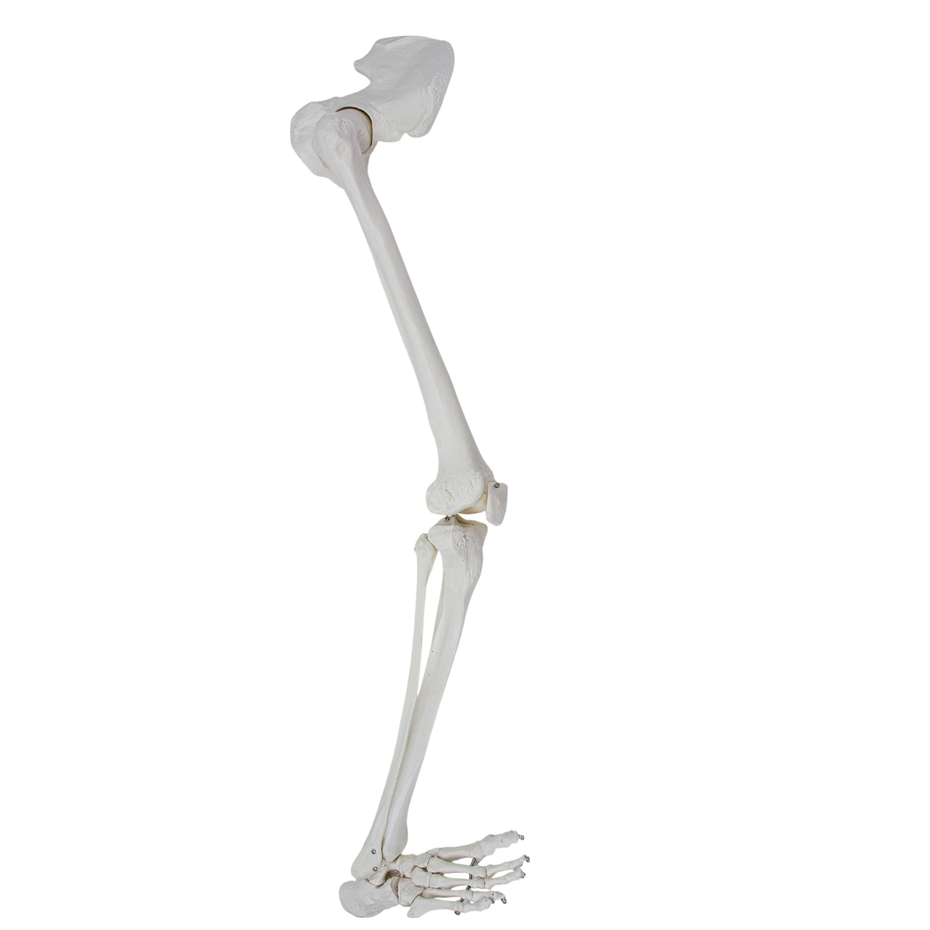 Leg with Hip Bone & Foot Model, Wire Mounted [SKU: MG22954] – Nasco ...