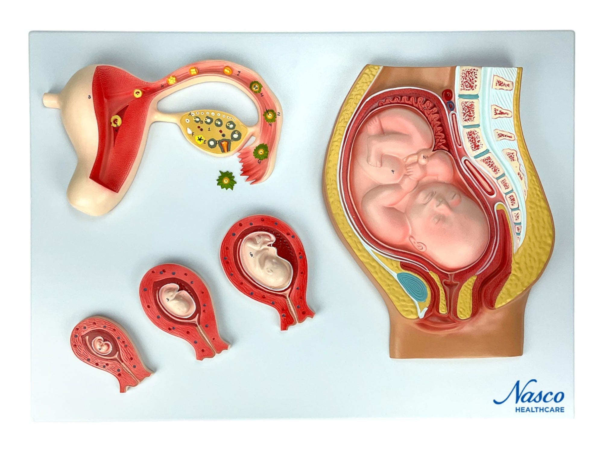 Stages of Stages of Fertilization and Ovum Development – Nasco Healthcare