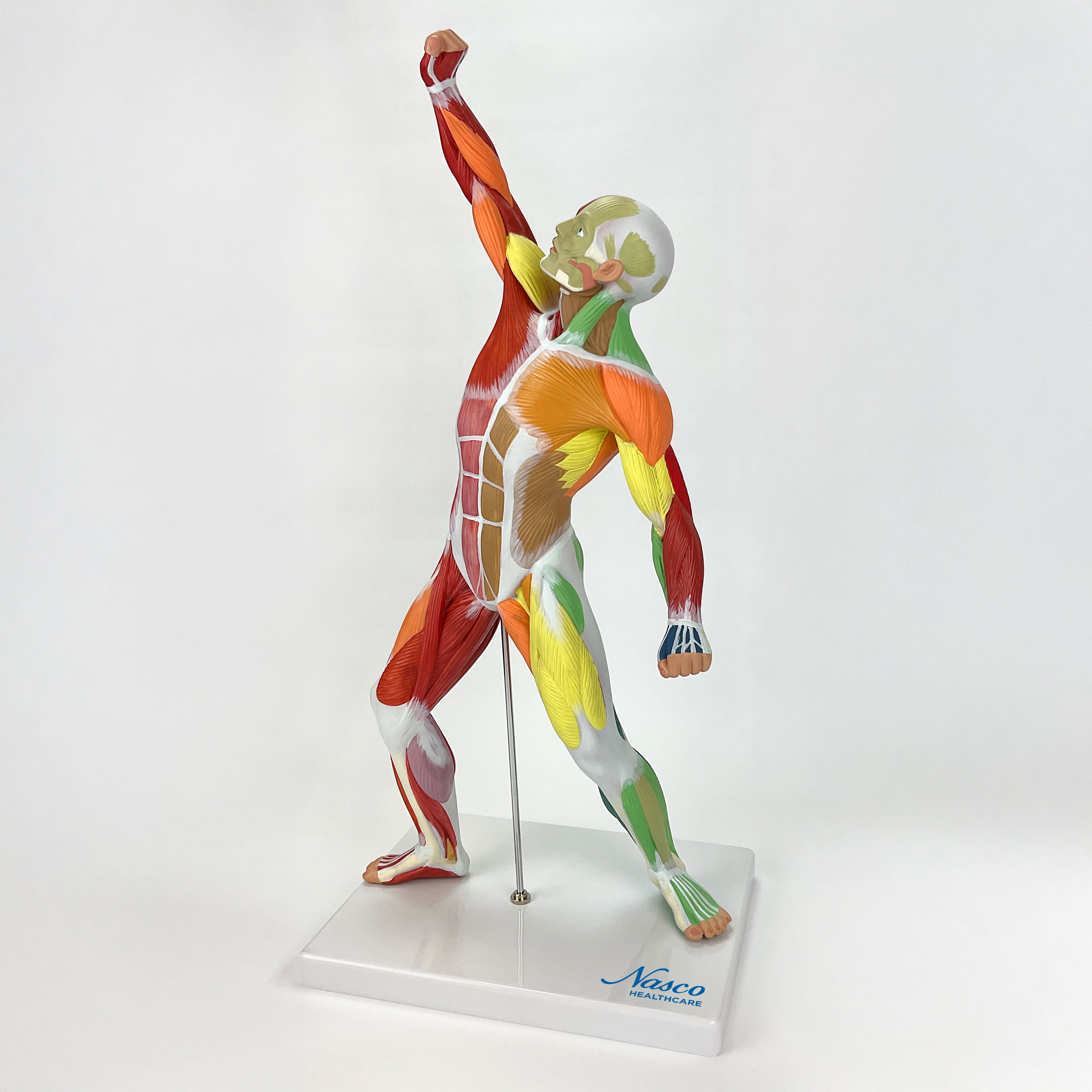 Muscular Figure Didactic Model, 1/4 Life-Size – Nasco Healthcare