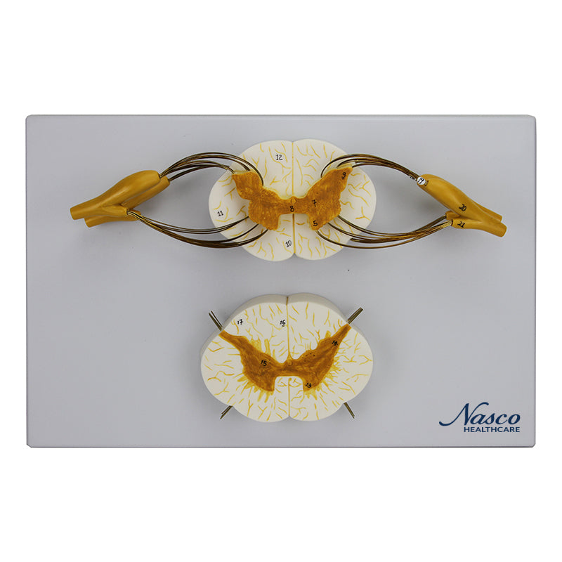 Spinal Cord with Nerves Model, 8X Enlarged – Nasco Healthcare
