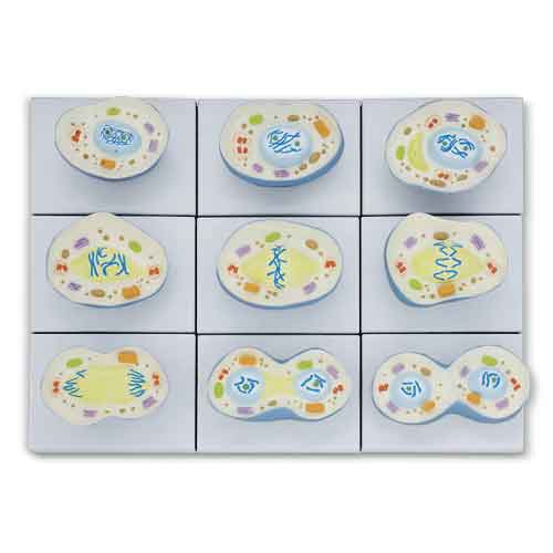 Mitosis Model, 9-Parts – Nasco Healthcare
