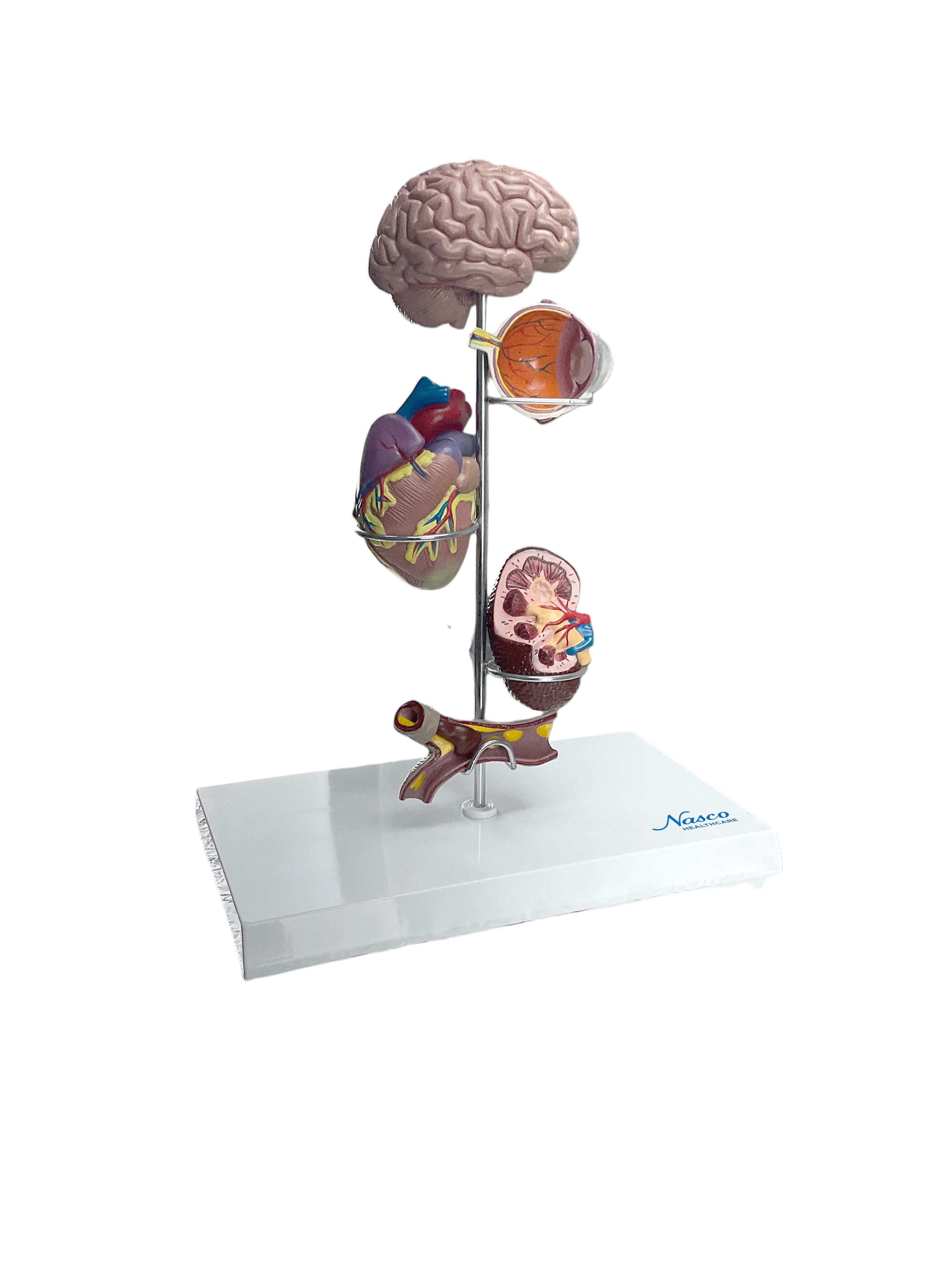 Arterial Hypertension Model – Nasco Healthcare
