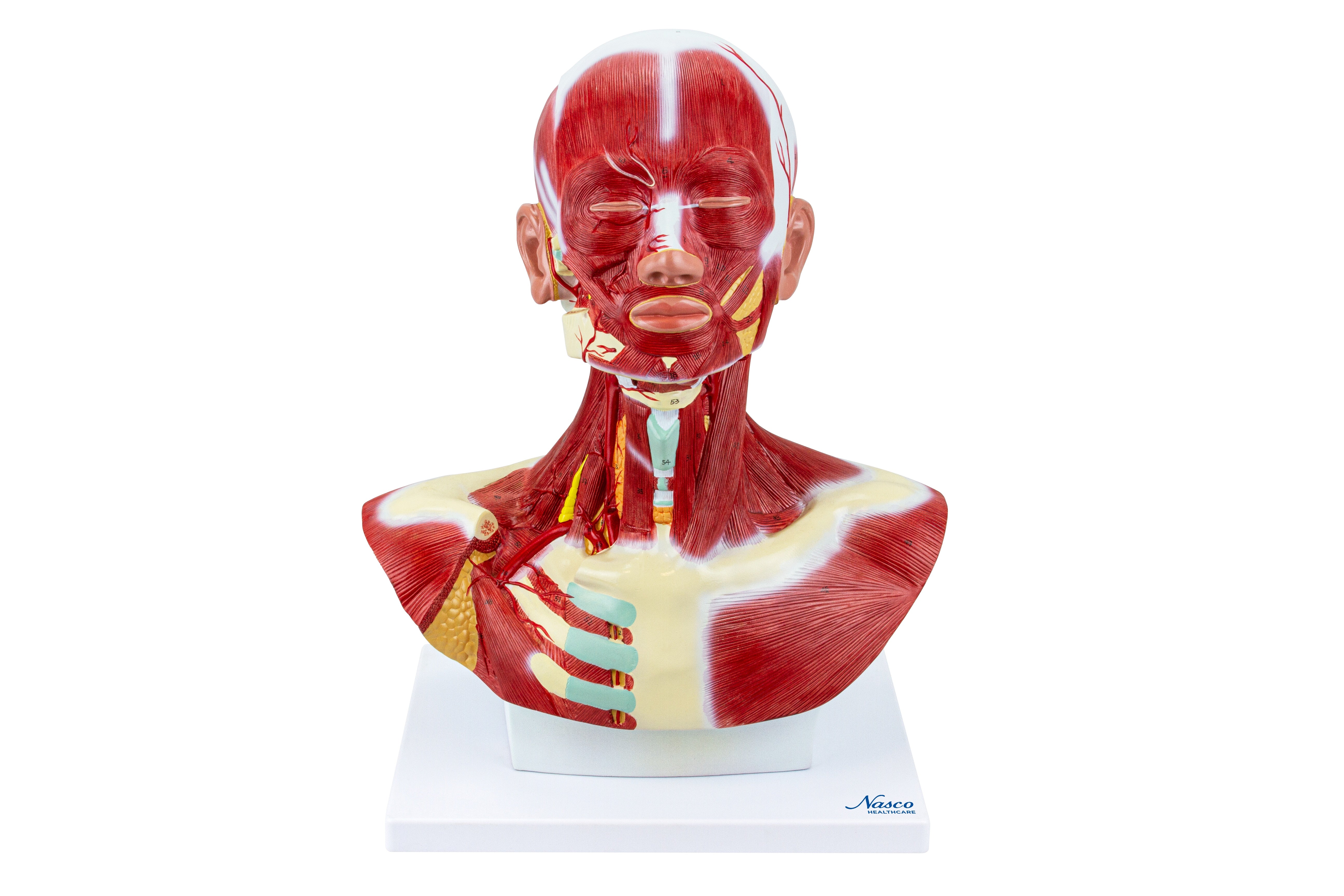 Head and Neck Muscles Model – Nasco Healthcare