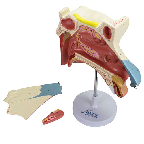 Nasal Cavity Model, 3X Enlarged, 3 Parts – Nasco Healthcare