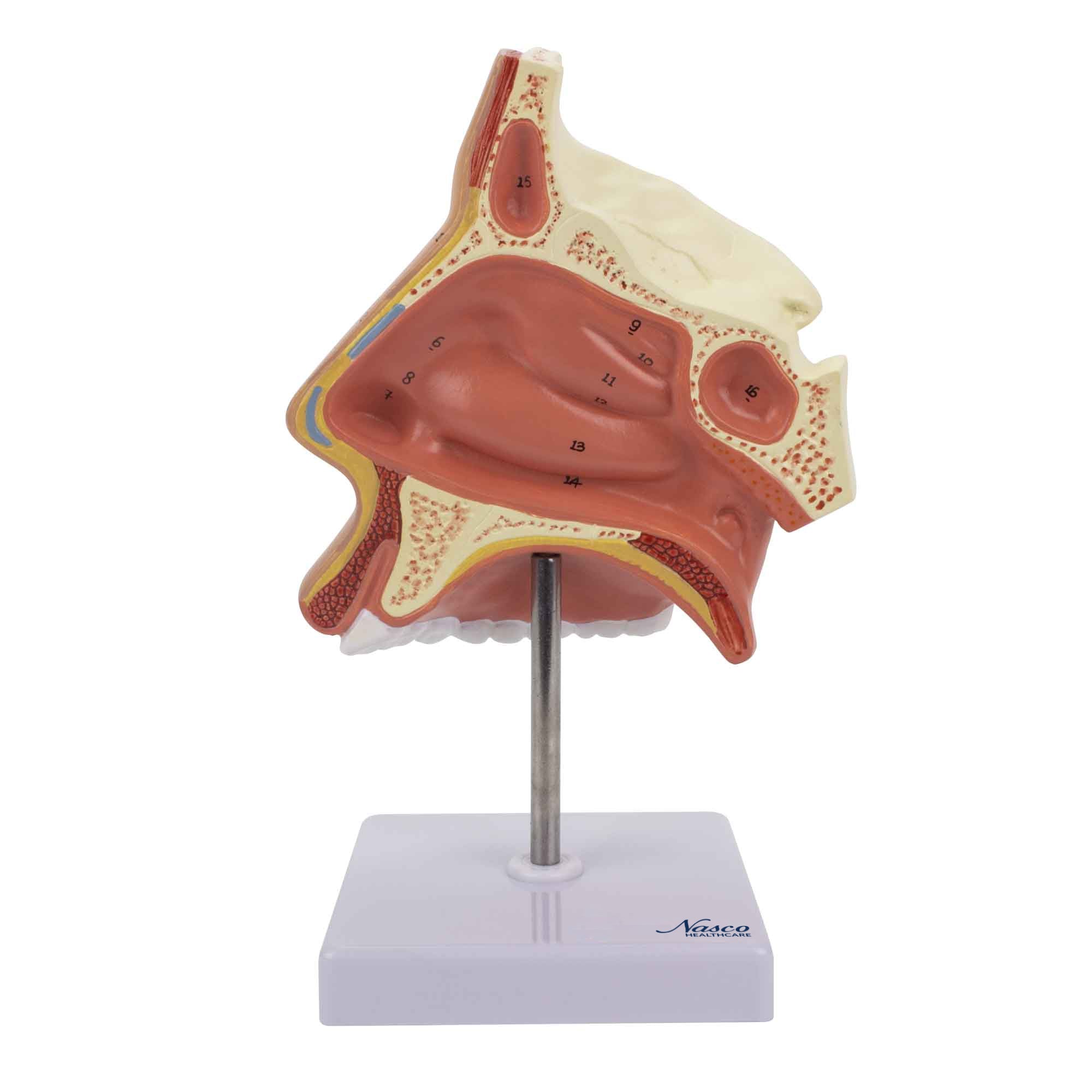 Modelo de Nariz con Cavidad Nasal – Nasco Healthcare