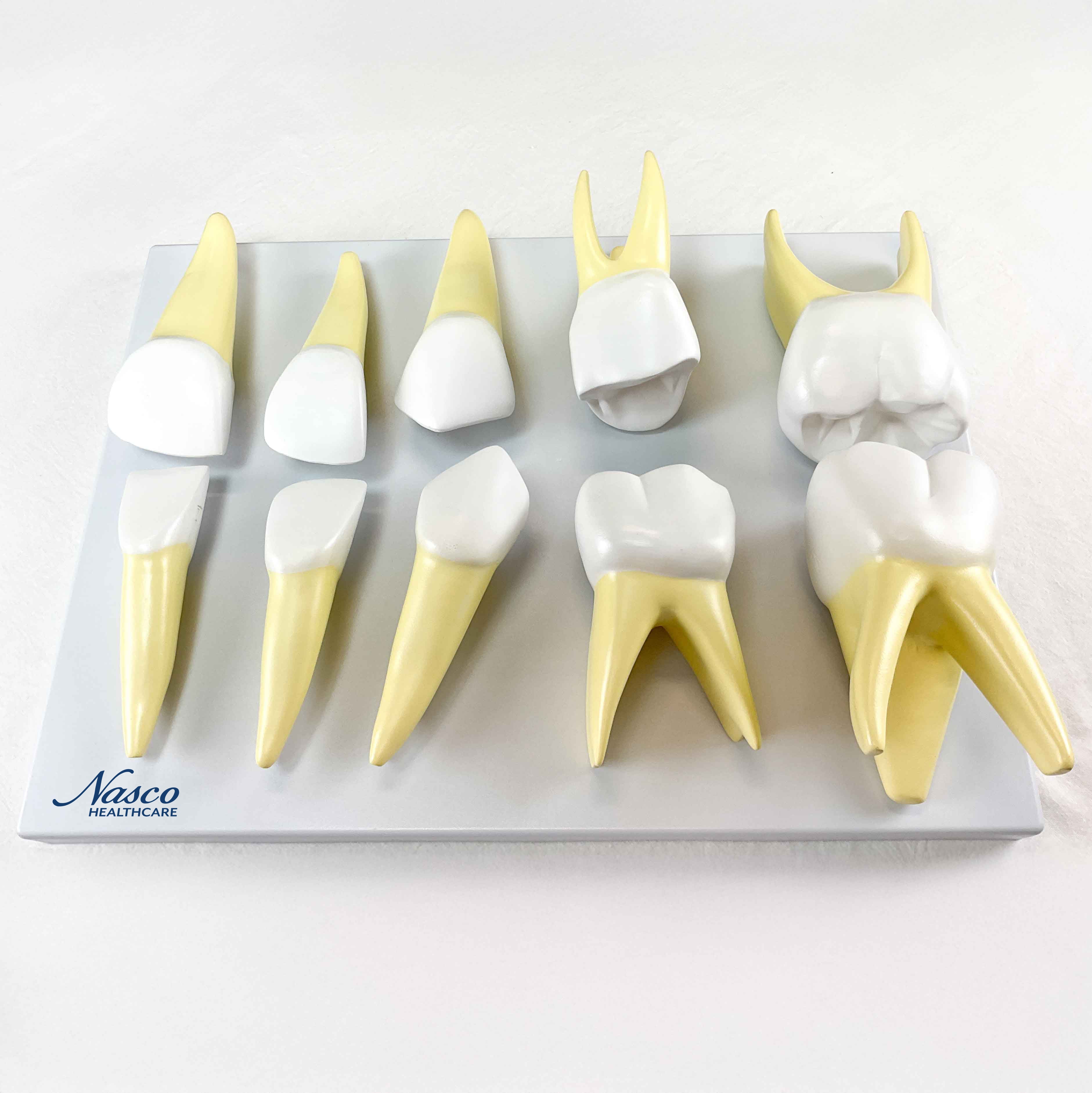 Baby Teeth Models, 10X Enlarged – Nasco Healthcare