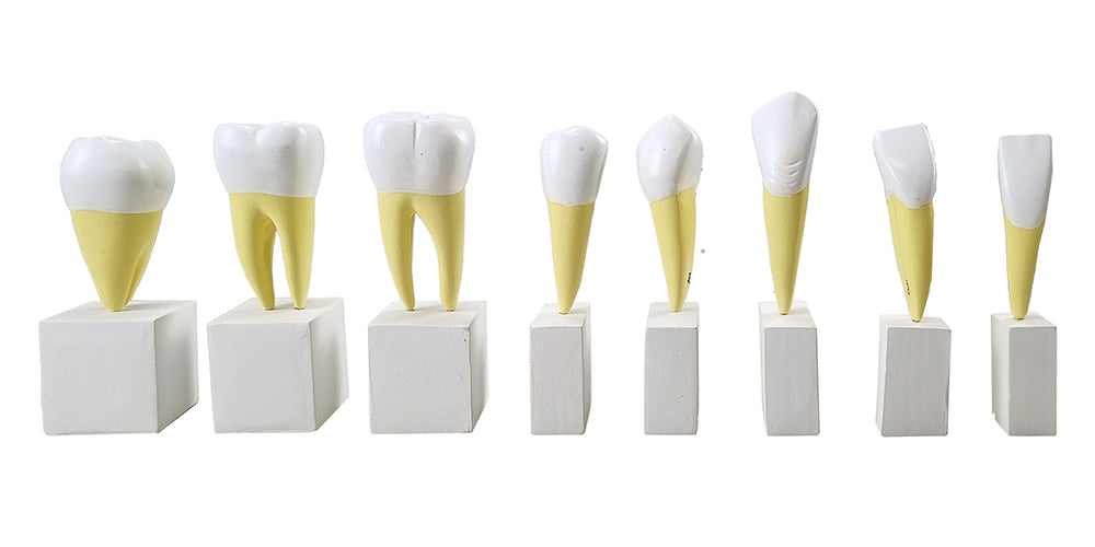 Teeth Models, 4X Enlarged, 16 Parts – Nasco Healthcare