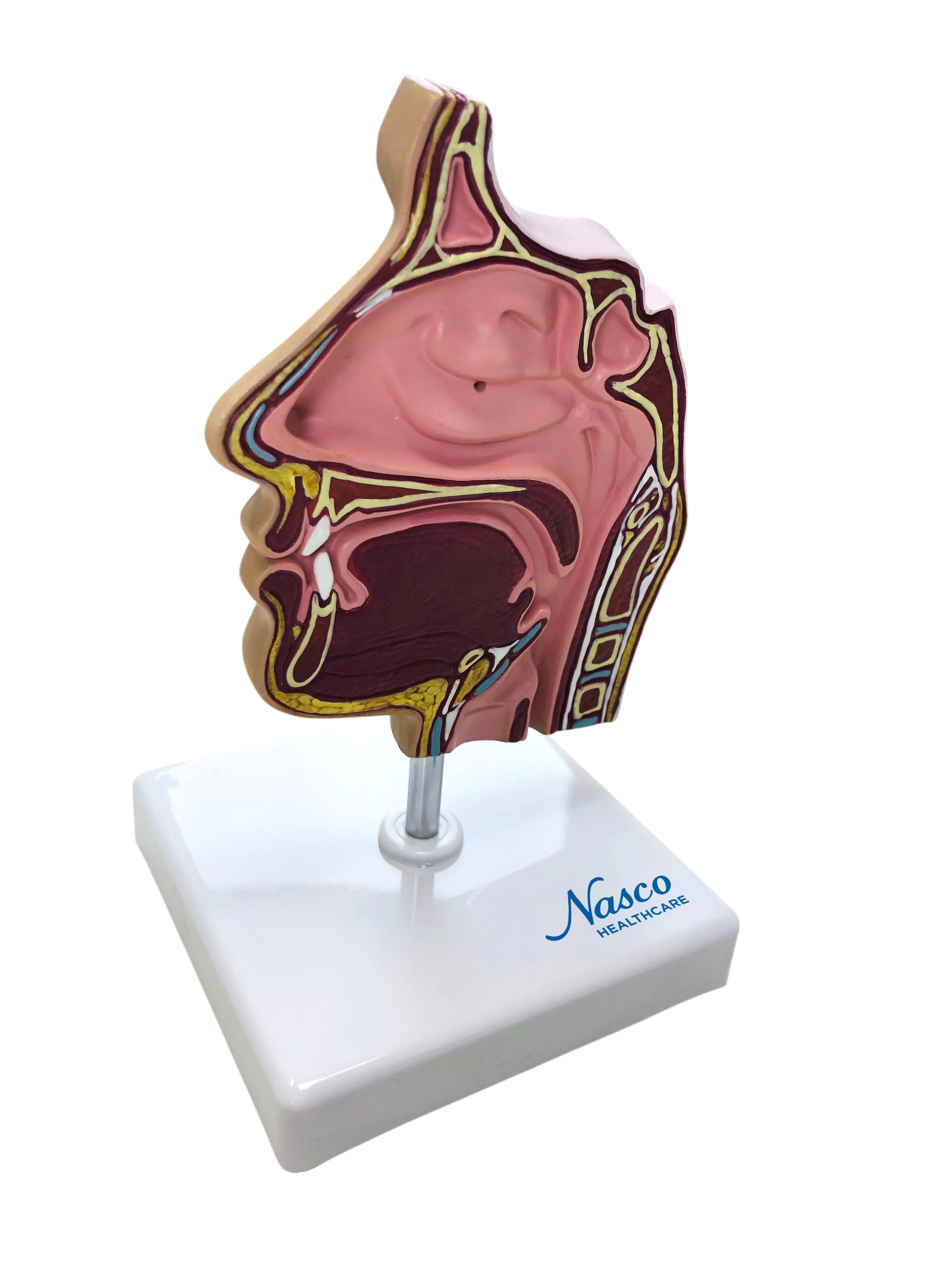 Nasal Sinus Cross Section Model – Nasco Healthcare