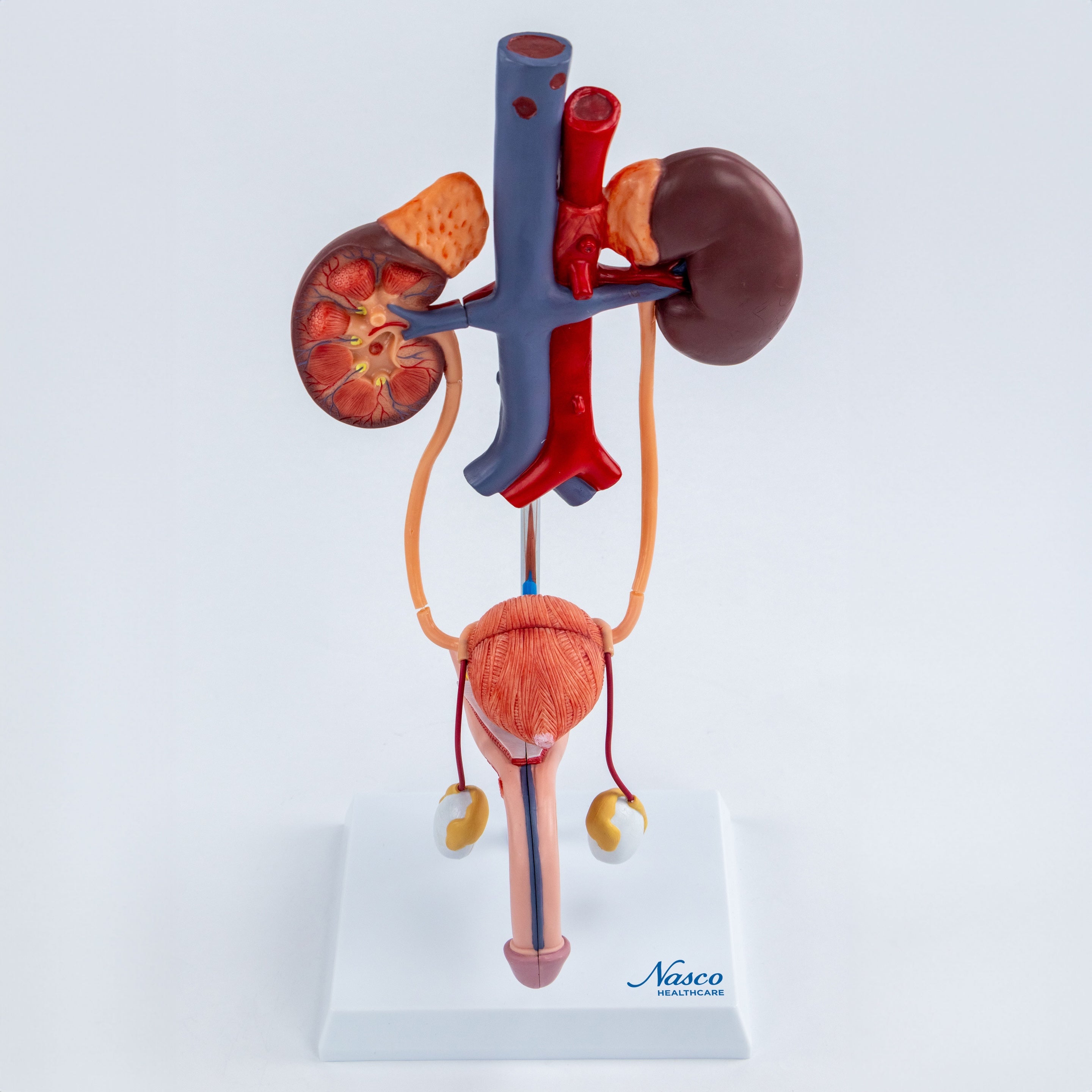 Male Urinary System Model [SKU: MG40887] – Nasco Healthcare