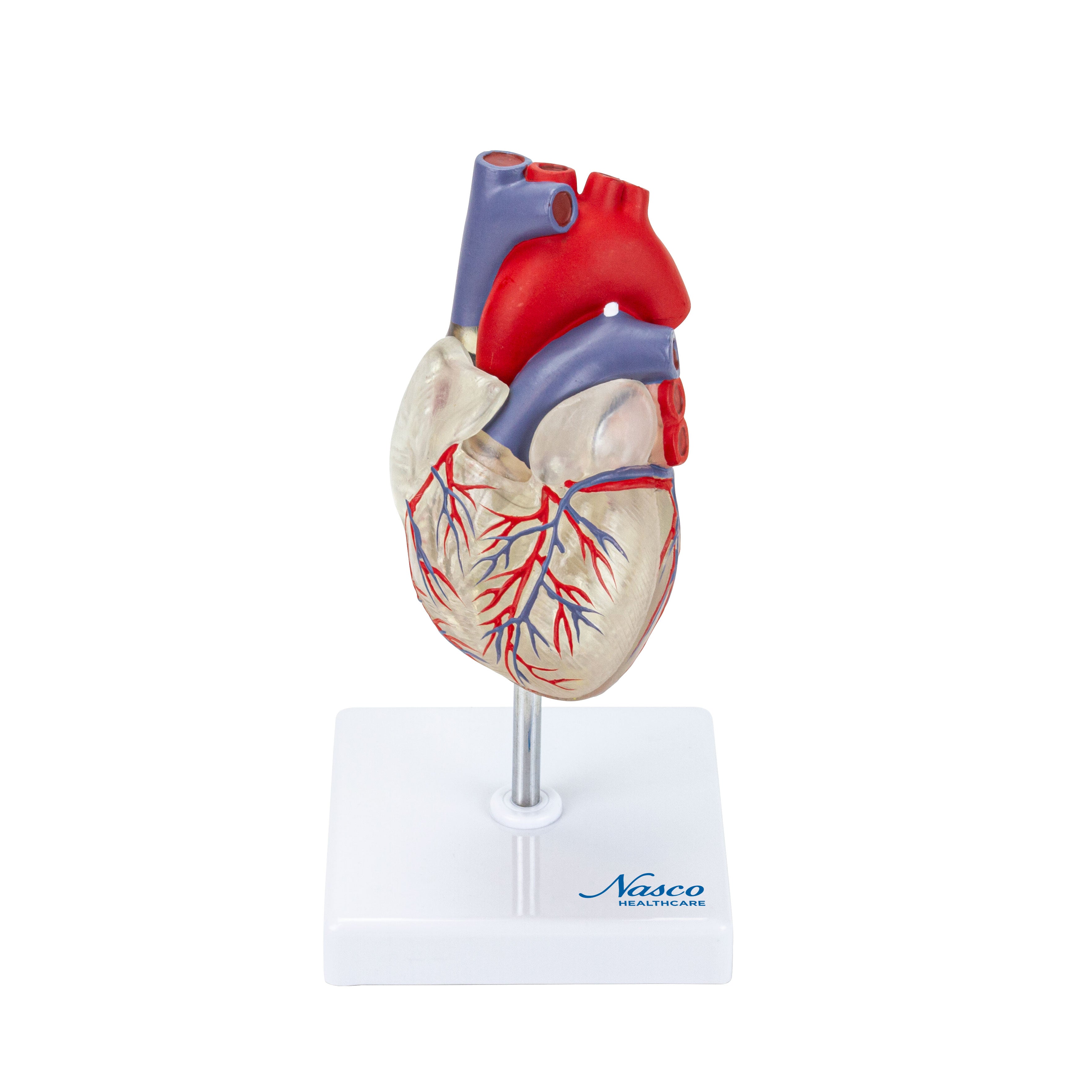 Transparent Heart with Conductive System Model – Nasco Healthcare