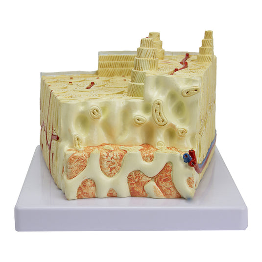 Bone Micro-Anatomy Model, 80X Enlarged [SKU: MG23173] – Nasco Healthcare