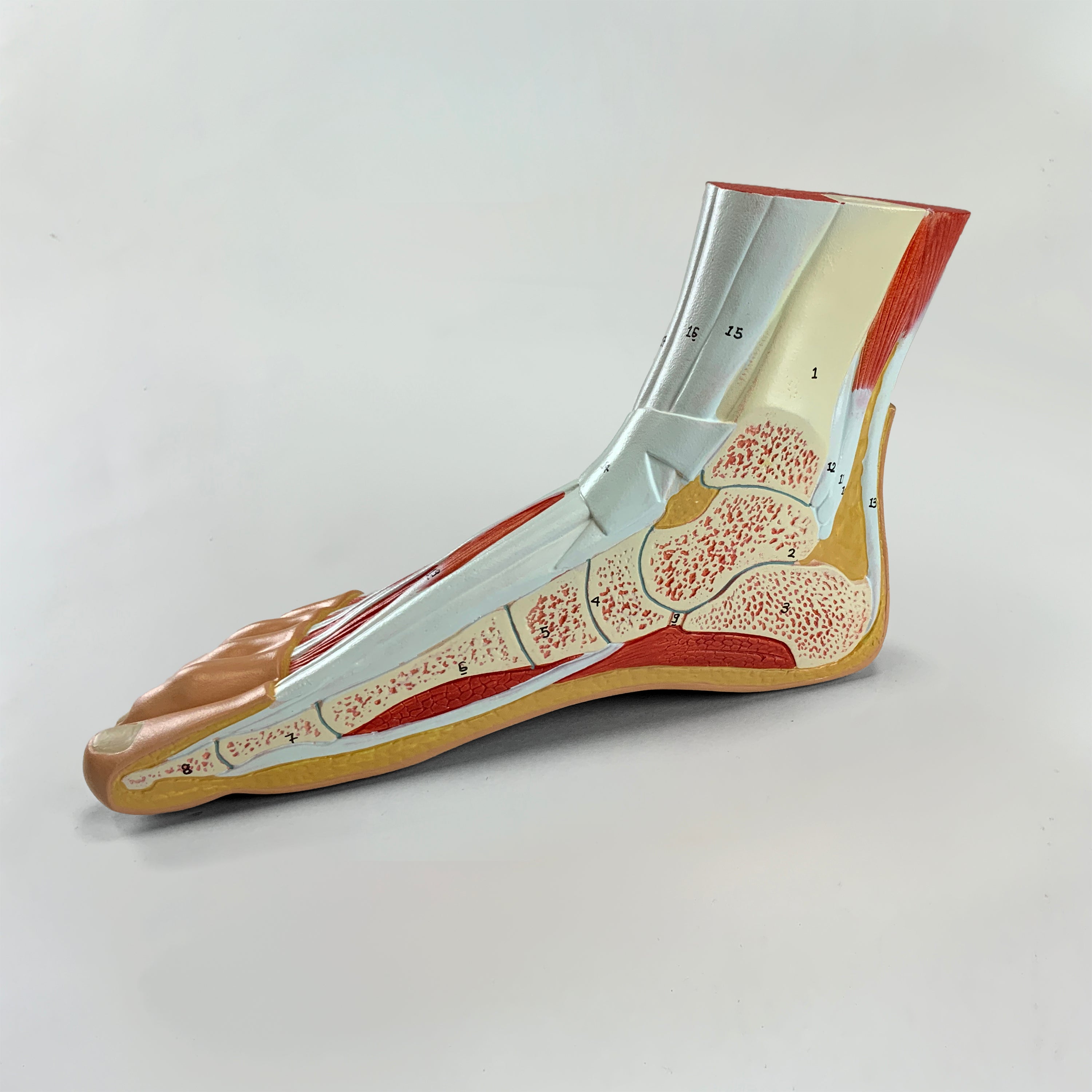 Foot Lateral Section Model [SKU: MG31110] – Nasco Healthcare