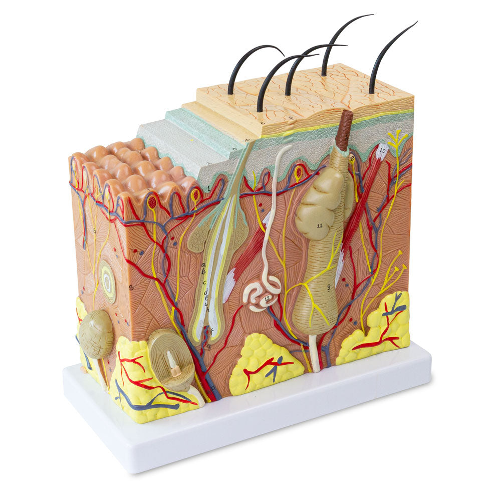 Skin Section Model, 50X Enlarged [SKU: MG31095] – Nasco Healthcare