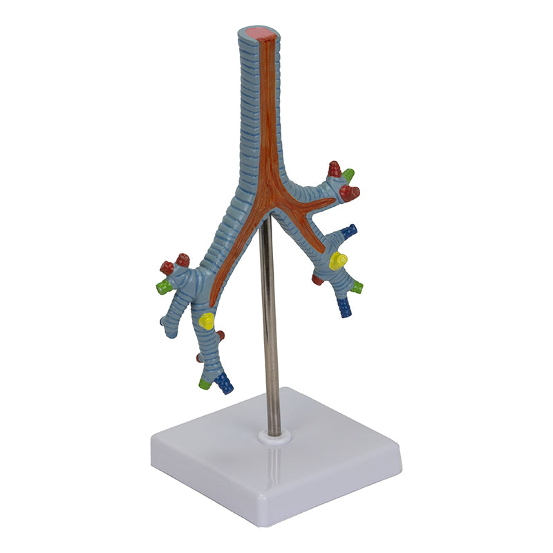 Bronchial Tree Model [SKU: MG29764] – Nasco Healthcare