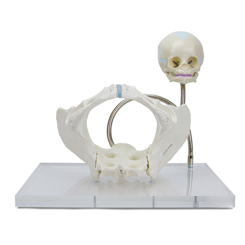 Childbirth Demonstration Pelvis Model [SKU: MG15197] – Nasco Healthcare