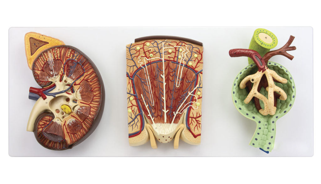Kidneys, Nephrons, Blood Vessels, & Renal Corpuscle Model, Set of 3 [S ...