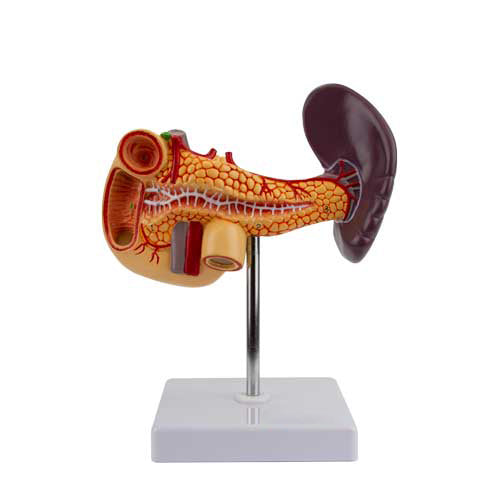 Posterior Abdominal Organs Model on Stand [SKU: MG29951] – Nasco Healthcare