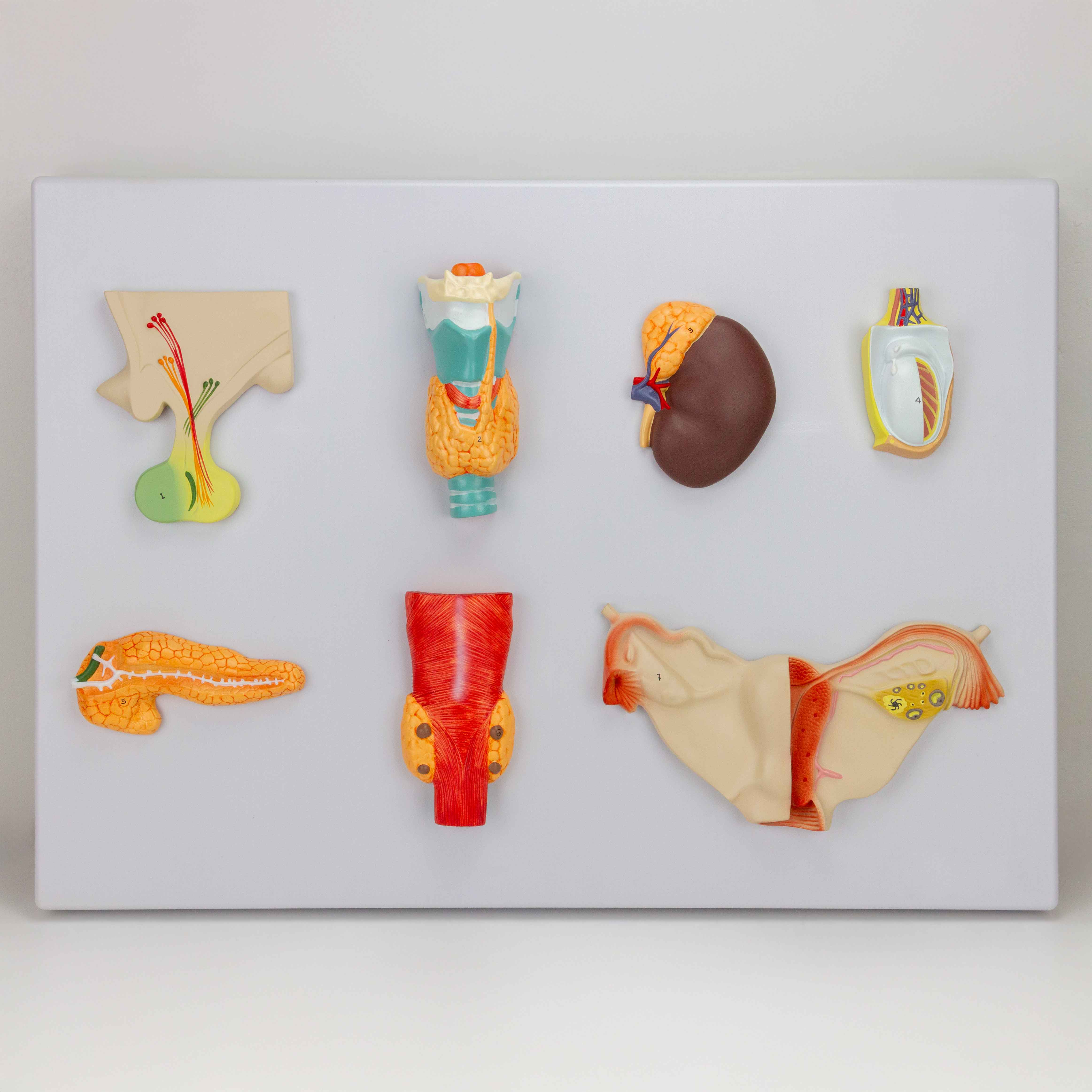Endocrine System Model [SKU: MG31320] – Nasco Healthcare