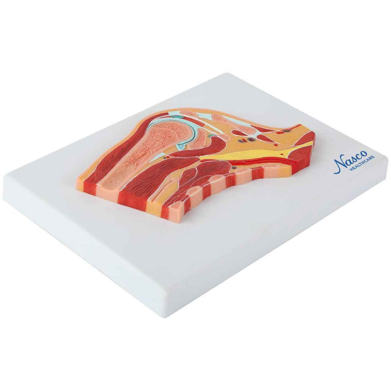 Shoulder Model, Median Section [SKU: MG17226] – Nasco Healthcare