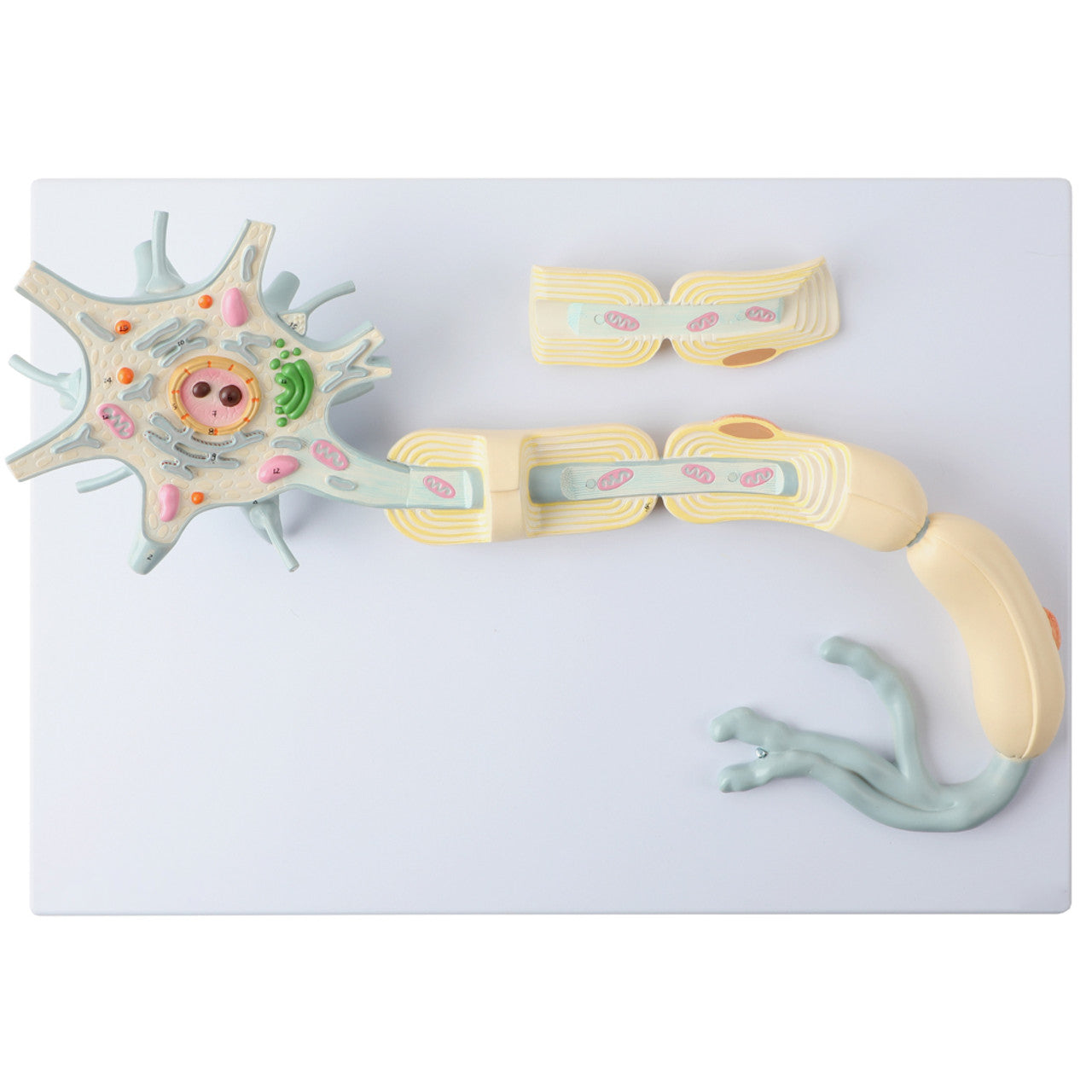 Neuron with Dendrite & Axon, 2,500X Enlarged, 2 Parts [SKU: MG23433 ...