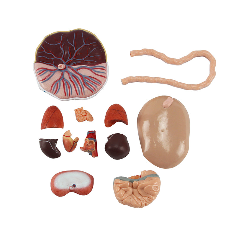 Fetus-Modell mit Plazenta und Modell der inneren Organe [SKU: MG13920 ...