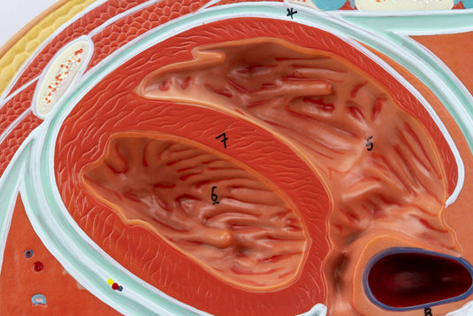 Thorax Axial Section Model [SKU: MG31113] – Nasco Healthcare