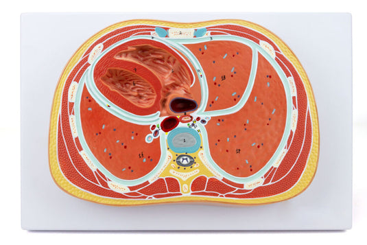 Thorax Axial Section Model [SKU: MG31113] – Nasco Healthcare