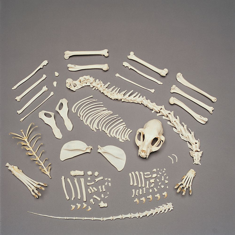 Feline Skeleton, Disarticulated [SKU: MG8514] – Nasco Healthcare