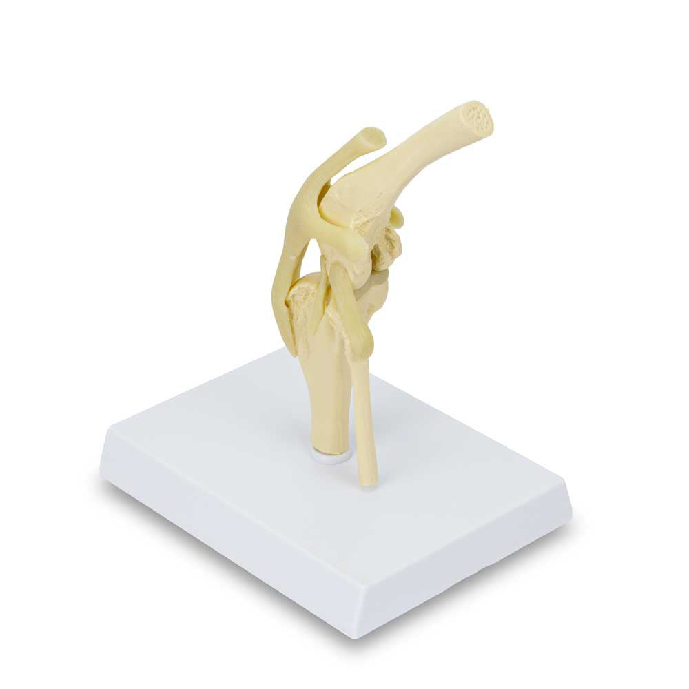 Canine Knee Model [SKU: MG24031] – Nasco Healthcare