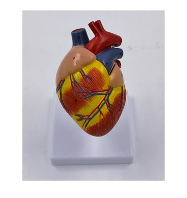 Anatomía Del Corazón Canino