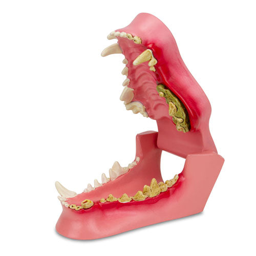 Canine Jaw with Pathologies Model [SKU: MG35591] – Nasco Healthcare