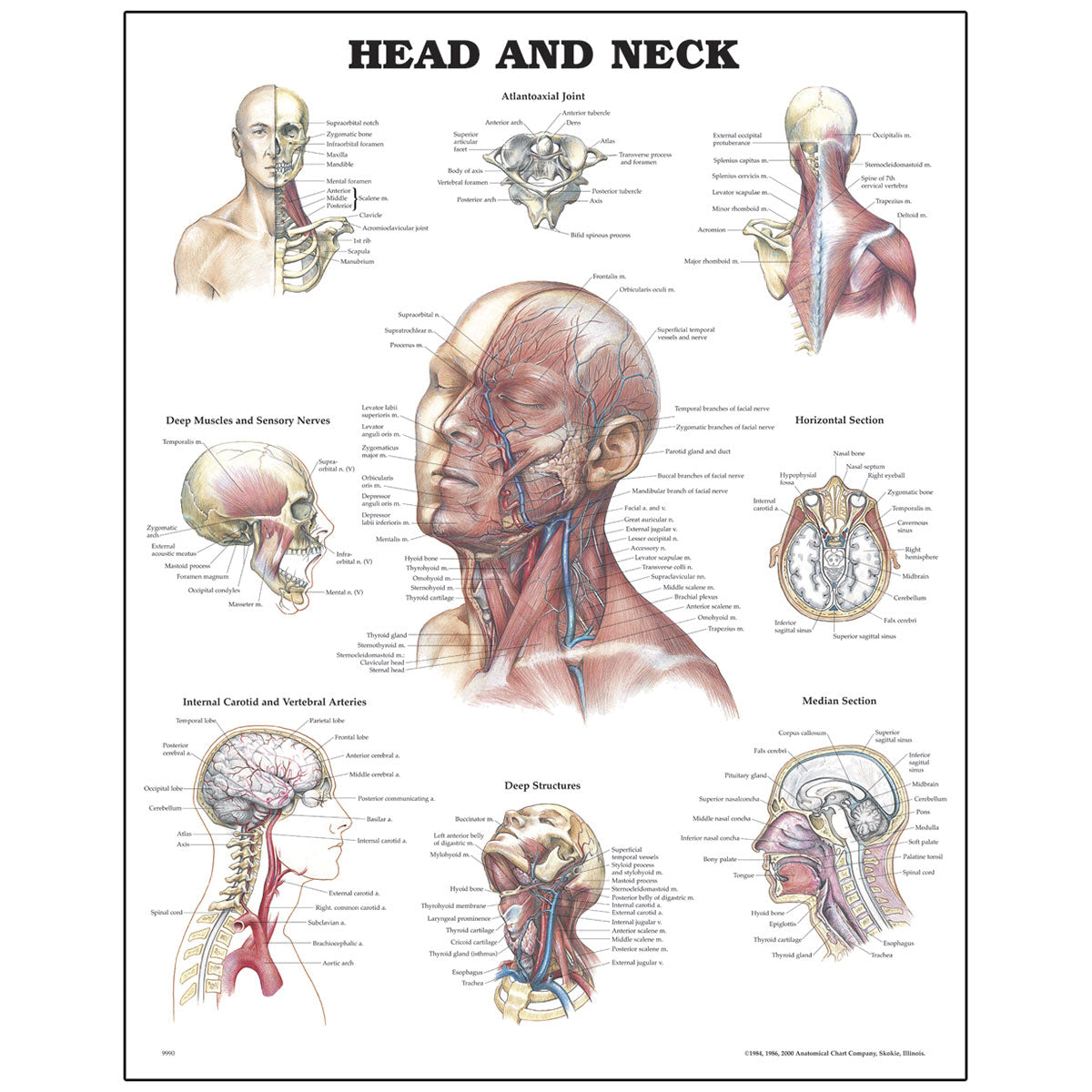 Peter Bachin Anatomical Organ/Structures Chart Series - Head and Neck ...