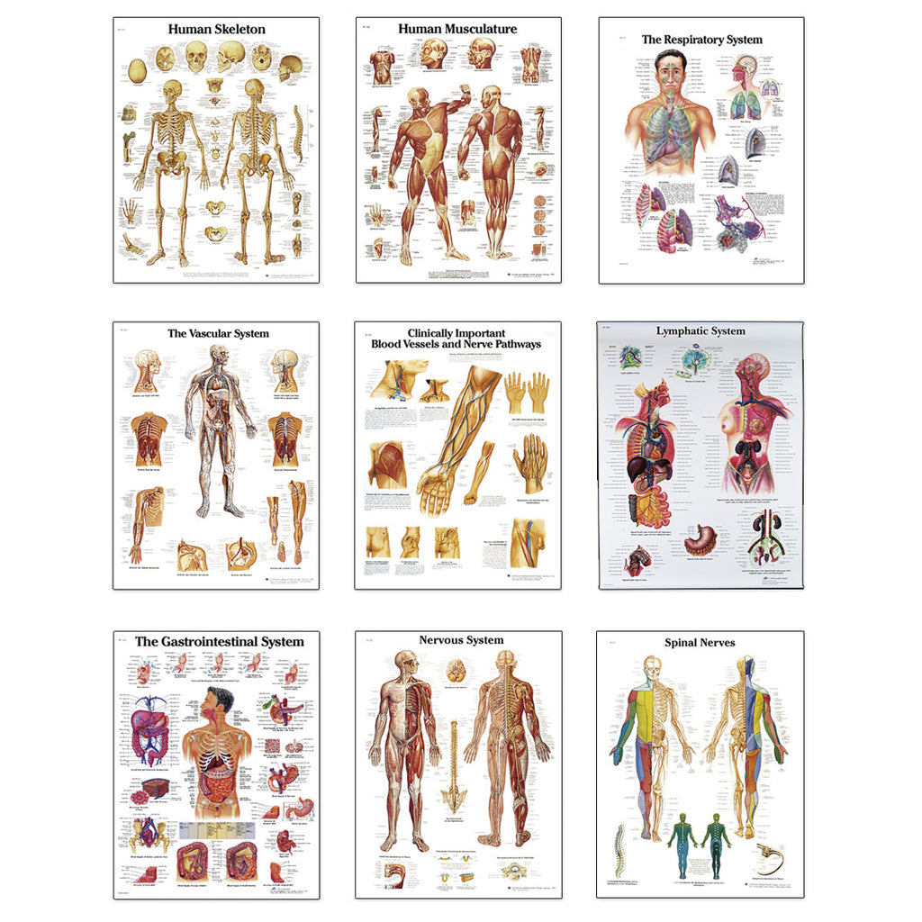 3B Scientific® Anatomical Charts - Complete Set of 9 – Nasco Healthcare